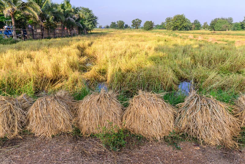 Dried Bundle Rice Paddy Near Rice Field after Harvest Stock Photo ...