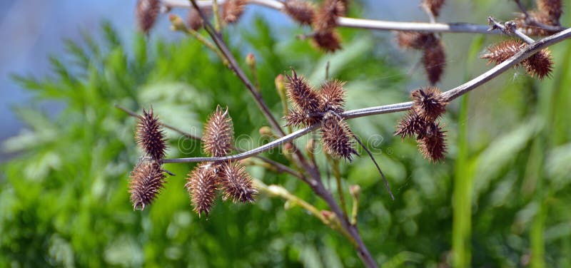 Dried burdock branch stock image. Image of bush, brier - 40112389