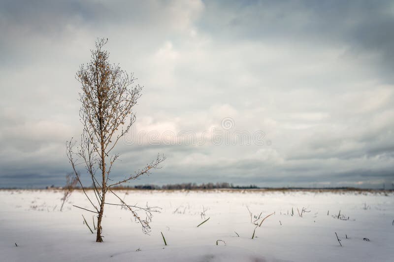 Dried Bush on a Background of Snow-covered Field Stock Image - Image of ...