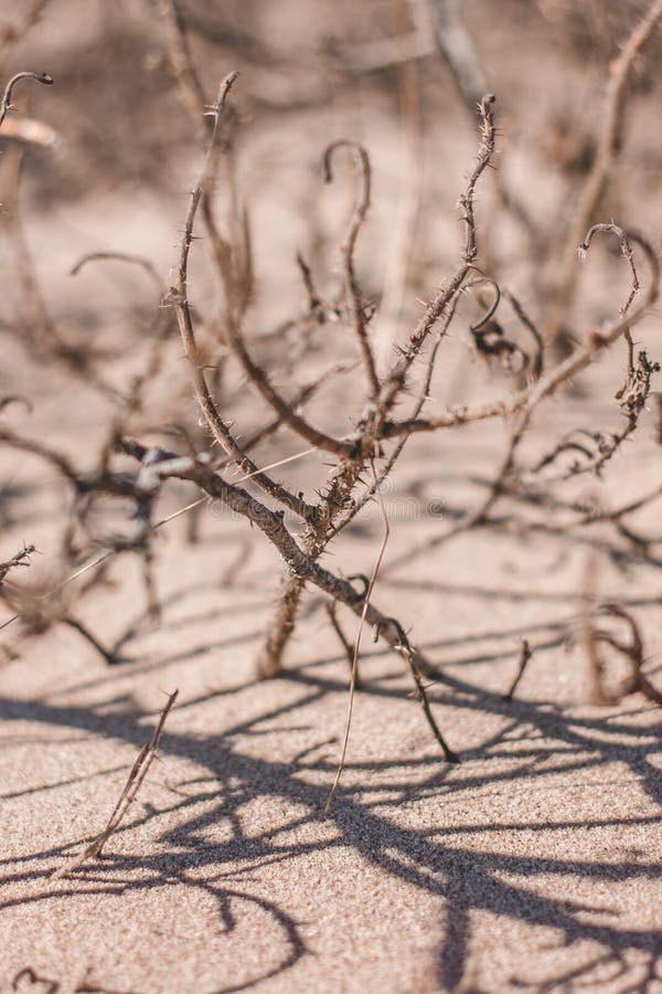 Dried Bush with Thorns on the Shore of the Lake in Fine Brown Sand ...
