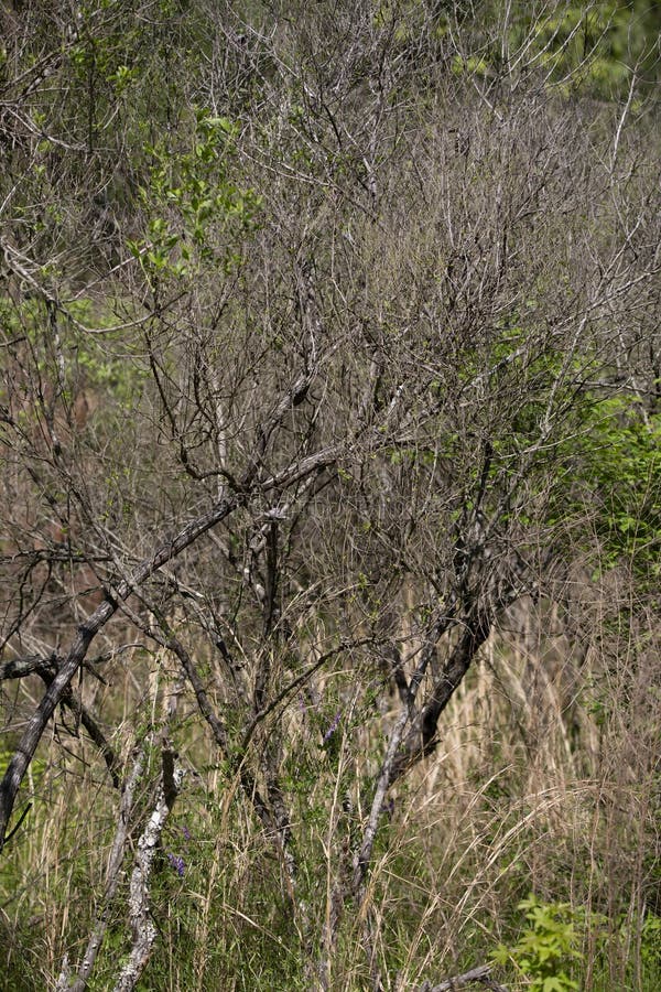 Dried Bushes in Green Foliage Stock Photo - Image of environmental ...
