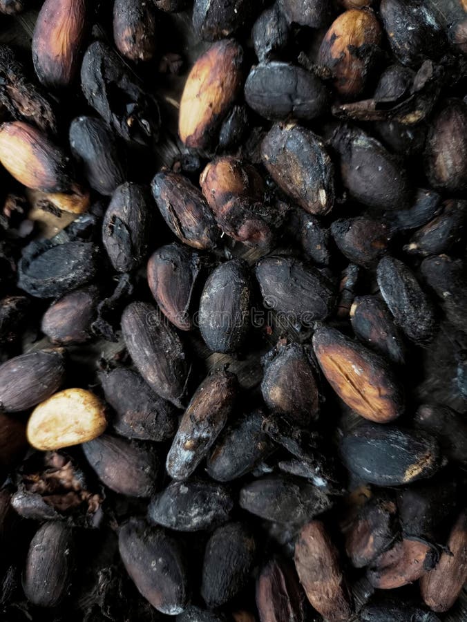 Dried Cacao Beans: Pra-Fermentation Stage Stock Image - Image of ...