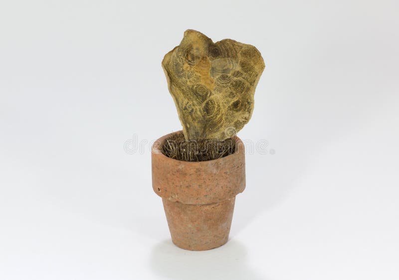 Dried cactus stock image. Image of cactus, plant, nature - 37250107