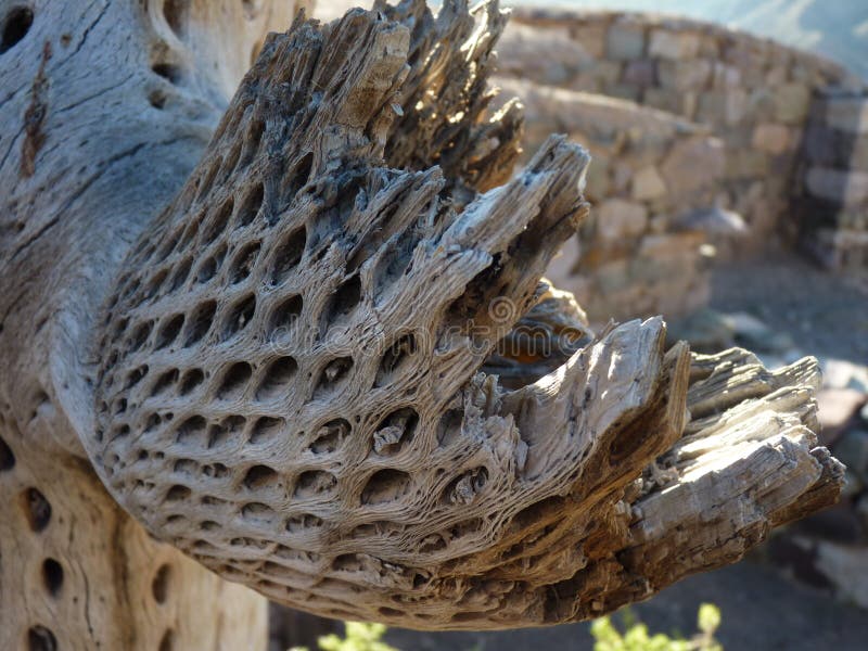 Dried Cactus Flowers On A Market Stock Photo - Image of sale, bazaar ...