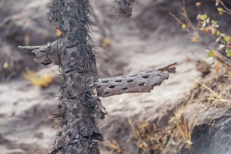 Dried cactus stock image. Image of cactus, plant, nature - 37250107