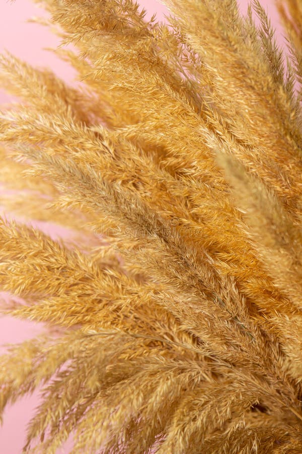 Dried Cane Flower on a Pink Background Stock Photo - Image of variety ...