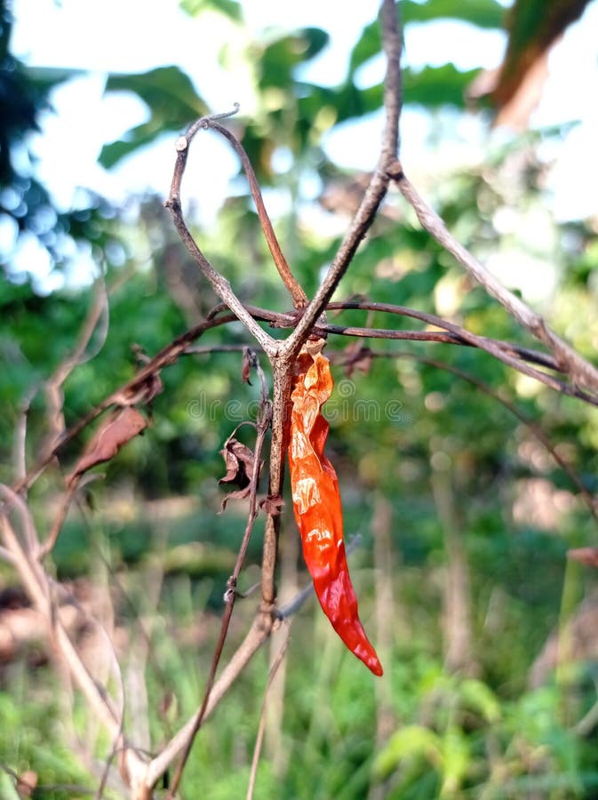 Dried Capsicum Also Known As Dried Chili Stock Photo - Image of ...