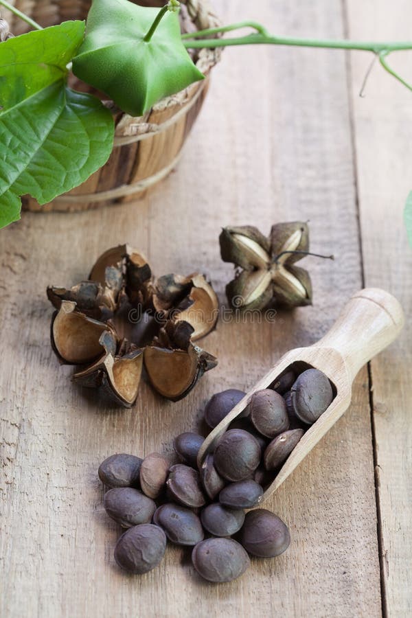 Dried Capsule Seeds Fruit of Sacha Inchi Peanut Stock Image - Image of ...