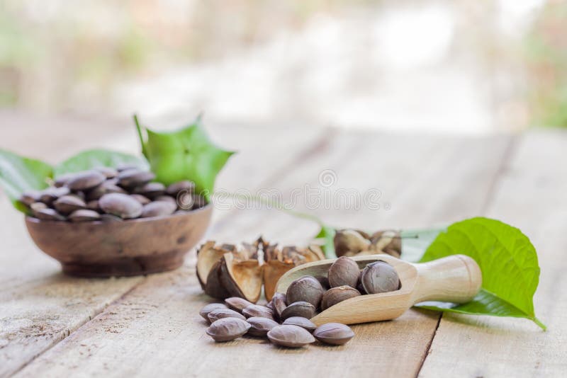 Dried Capsule Seeds Fruit of Sacha Inchi Peanut Stock Image - Image of ...
