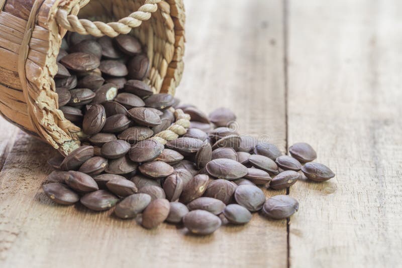 Dried Capsule Seeds Fruit of Sacha Inchi Peanut Stock Image - Image of ...
