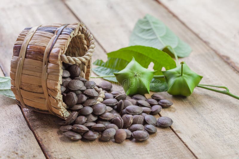 Dried Capsule Seeds Fruit of Sacha Inchi Peanut Stock Photo - Image of ...