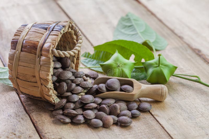 Dried Capsule Seeds Fruit of Sacha Inchi Peanut Stock Photo - Image of ...