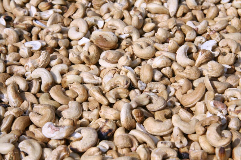 Dried Cashew Nuts Display Picture. Image: 4331993