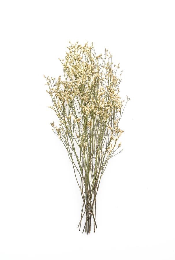 Dried Caspia Flowers stock photo. Image of color, caspia - 92887388
