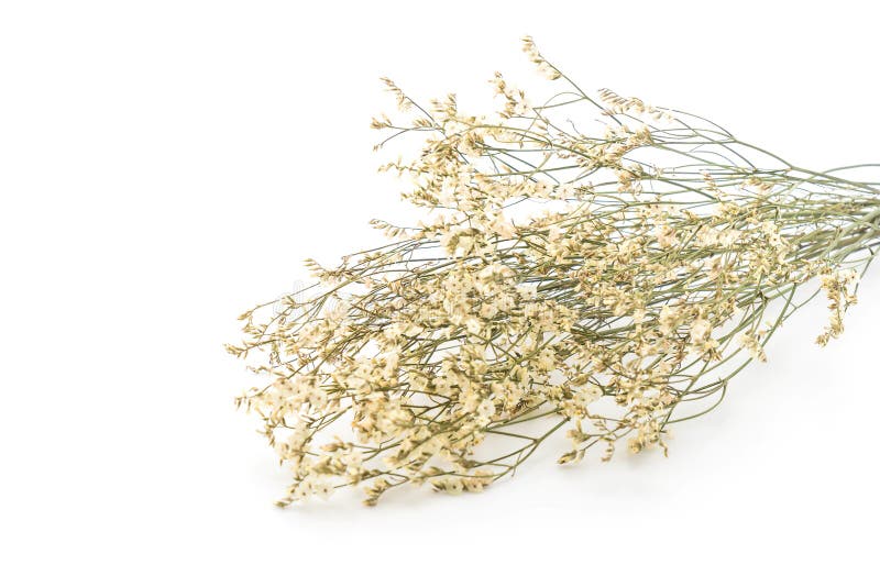 525 Caspia Flowers Stock Photos - Free & Royalty-Free Stock Photos from ...