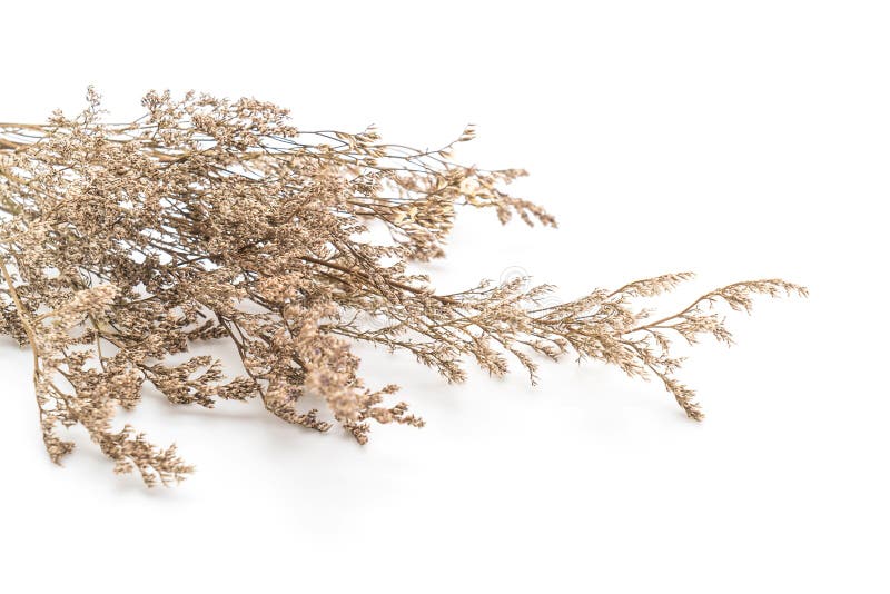 Dried Caspia Flowers stock image. Image of tiny, white - 93273909