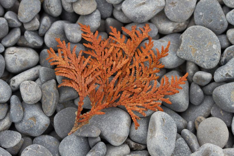 Dried Cedar Frond Lying on a Cobblestone Beach Stock Image - Image of ...