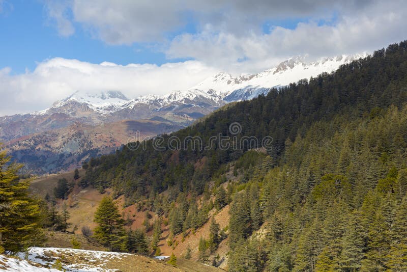 Dried Cedar and Snowy Mountain Views Stock Image - Image of cedars ...