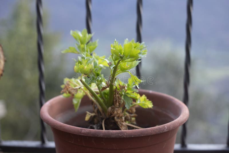 Dried Celery Leaves Conveying the Struggle of a Sick Plant Stock Image ...