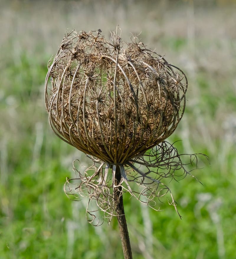 Uniflora Turra Stock Photos - Free & Royalty-Free Stock Photos from ...