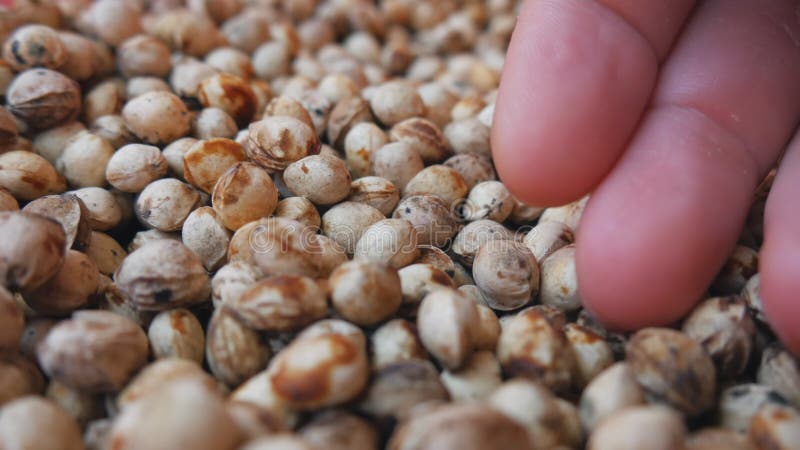 Dried Cherry Pits. Preparation of Seeds for Planting Stock Video ...