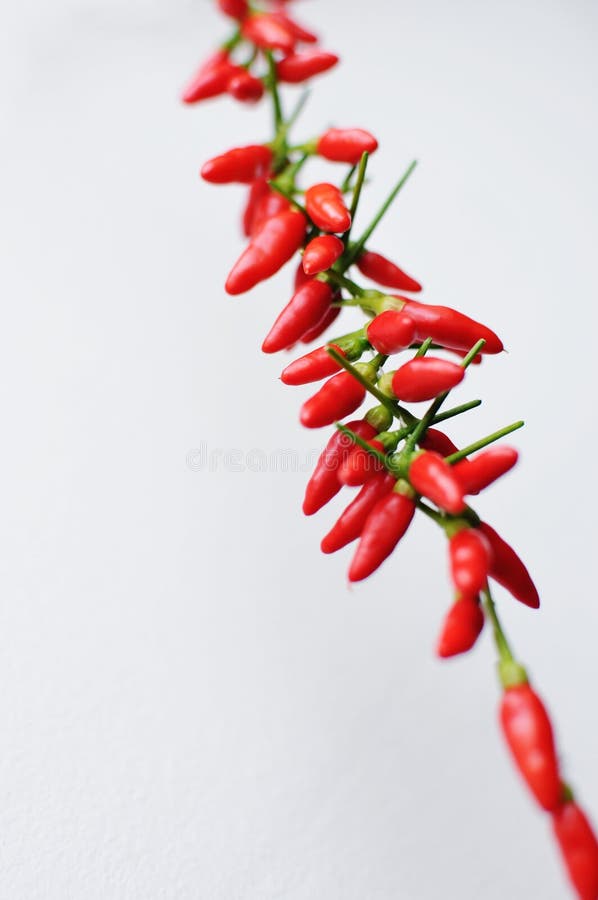 Hot peppers on string stock photo. Image of capsicum - 22738654