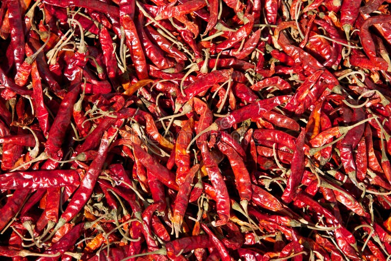 Dried chilli stock photo. Image of fresh, village, agricultural - 28141810