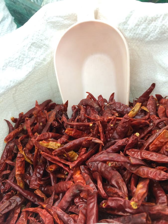 Dried chilli stock photo. Image of dried, herb, spicy - 57139832