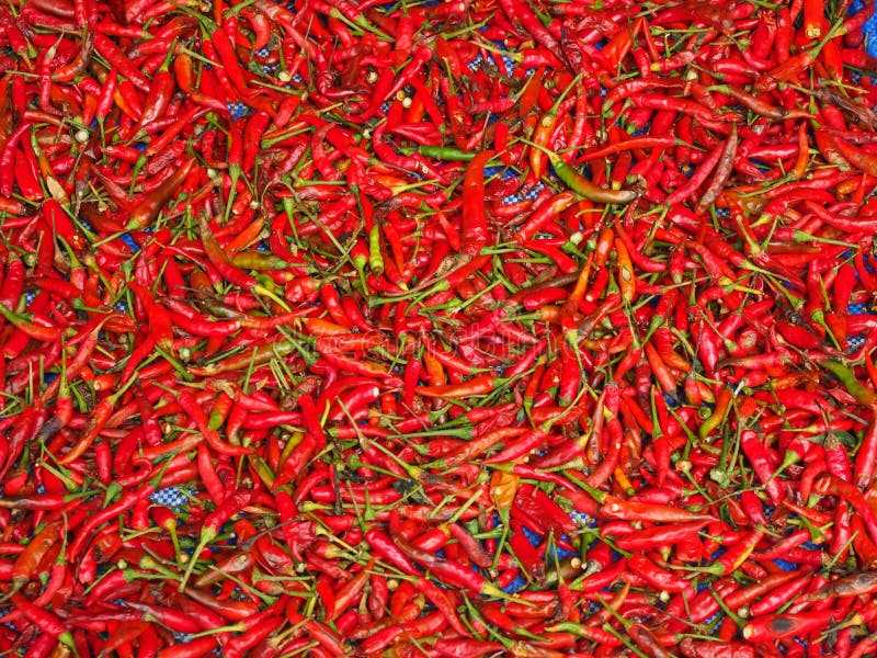 Dried chilli stock image. Image of storage, japanese - 76663637