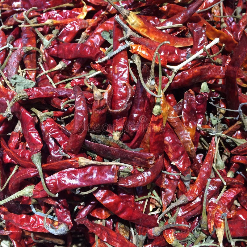 Dried Chilli stock image. Image of thailand, chiangmai - 61737991
