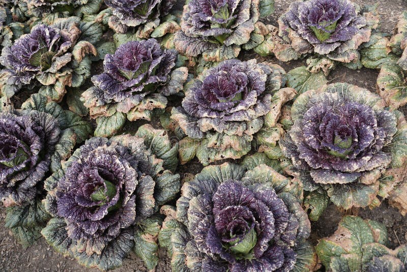 Dried Chinese Cabbage Miss Hong after a Cold Front in the Fall Stock ...