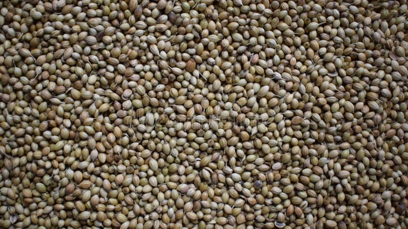 Dried Cilantro seeds stock video. Video of flavoring - 258057233
