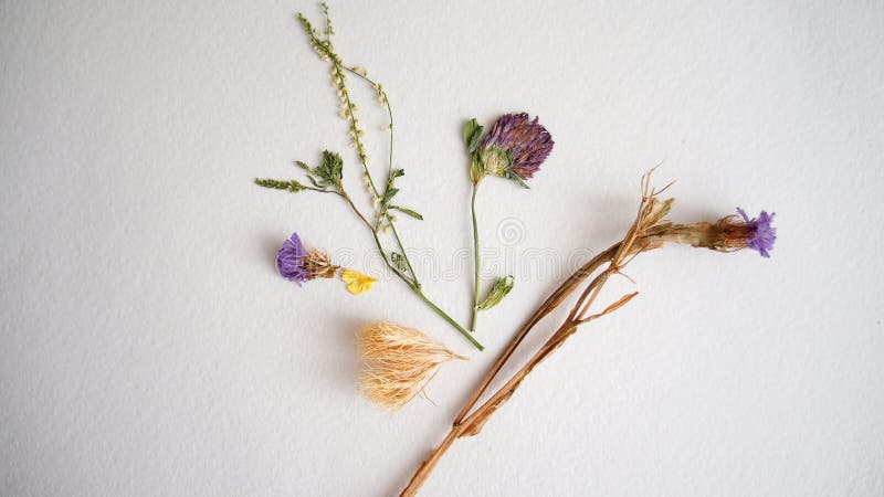 Dried Red Clover. Trifolium Pratense. Stock Image - Image of herbal ...