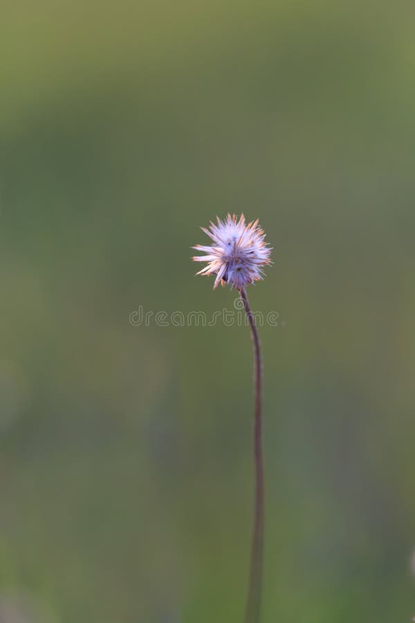Dried Coat Buttons, Mexican Daisy or Tridax Daisy Stock Image - Image ...