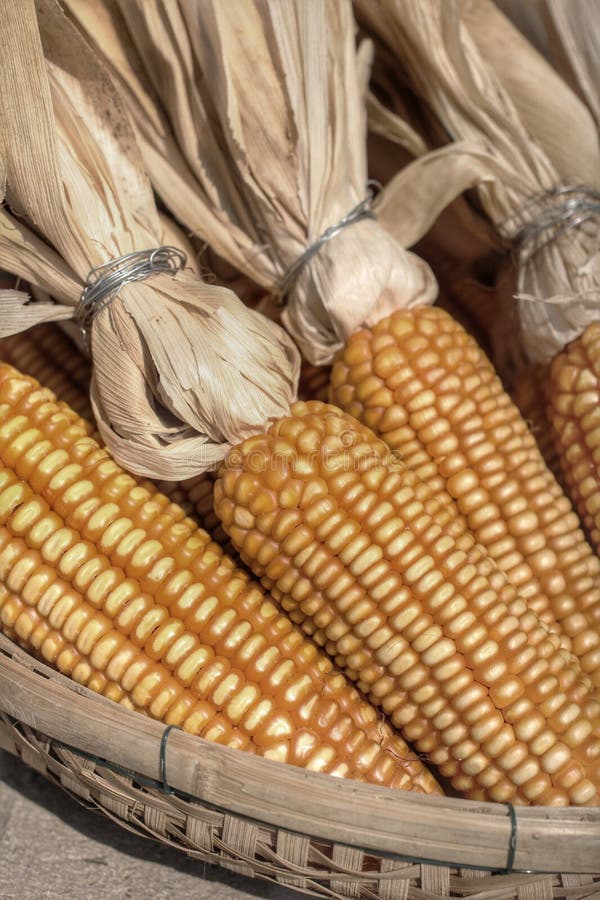 Dried cob corn stock image. Image of golden, dried, farm - 36239007