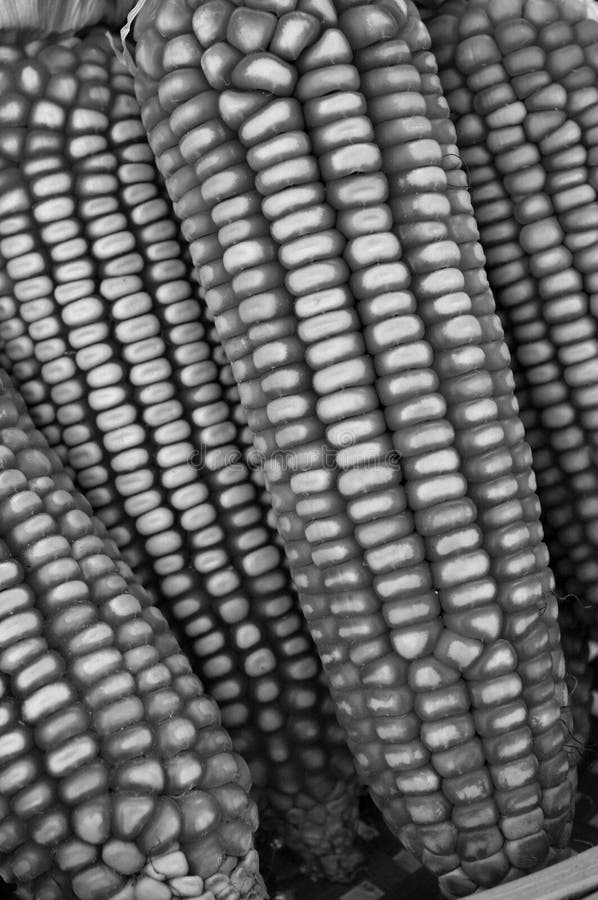Dried cob corn stock image. Image of autumn, crop, harvest - 36239467