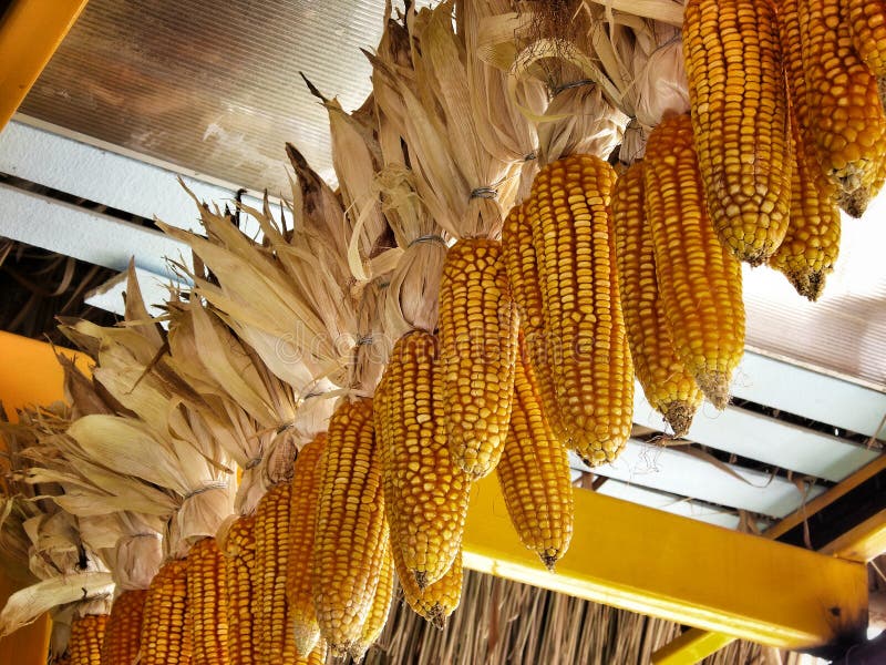 Dried cob corn stock photo. Image of gold, agriculture - 36239980