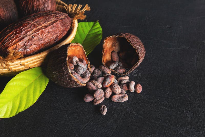Dried Cocoa Pods and Dried Cocoa Beans Stock Photo - Image of fruit ...