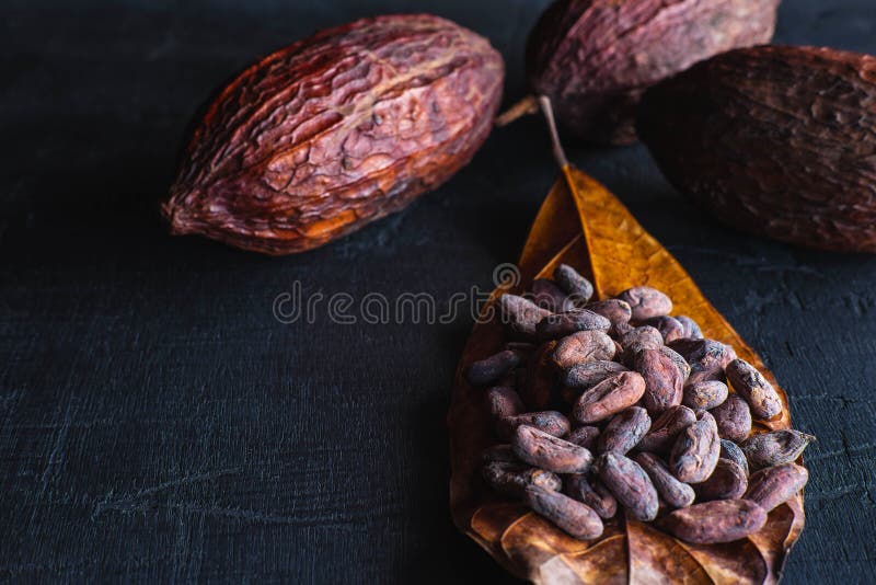 Dried Cocoa Beans and Dried Cocoa Stock Photo - Image of exotic, cocoa ...