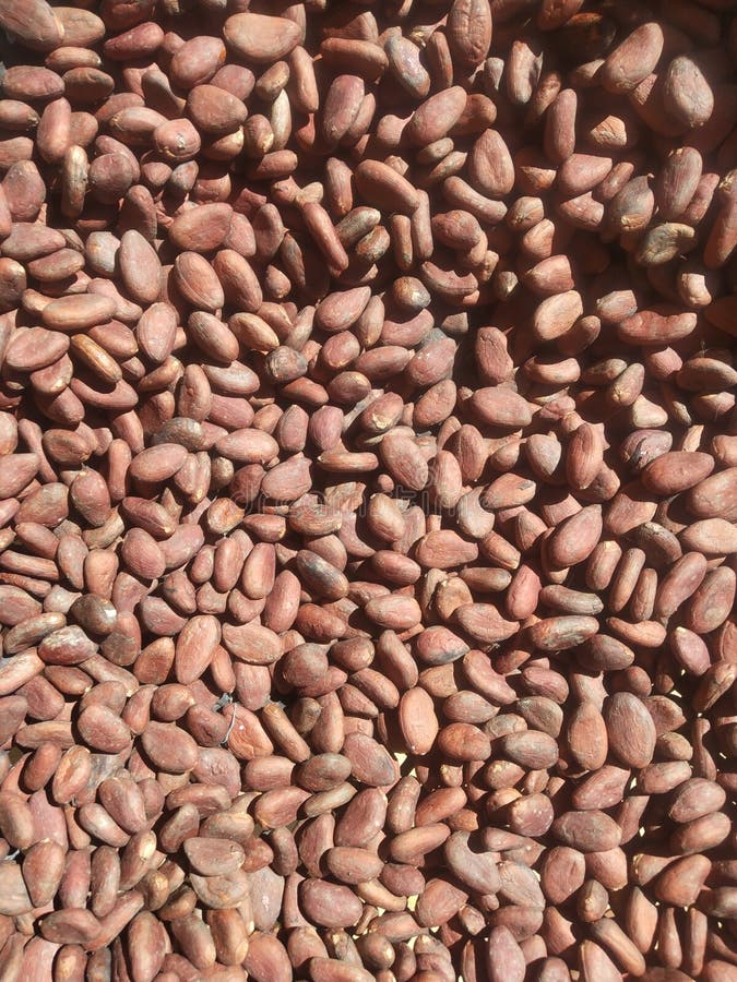 Dried cocoa beans stock image. Image of basic, ingredient - 223565163
