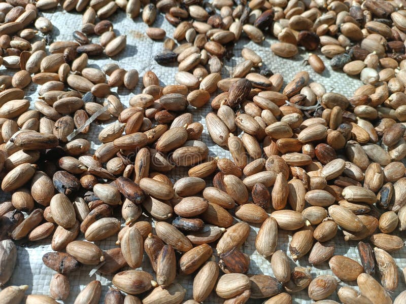 The Dried Cocoa Pods are Ready To Be Used To Make Chocolate Stock Image ...