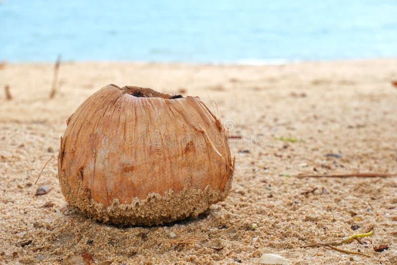 Dried Coconut Falling on the Sandy Beach Stock Photo - Image of falling ...