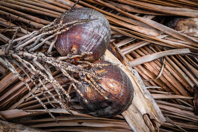 Dried coconut palm leaves stock photo. Image of tree - 34631760
