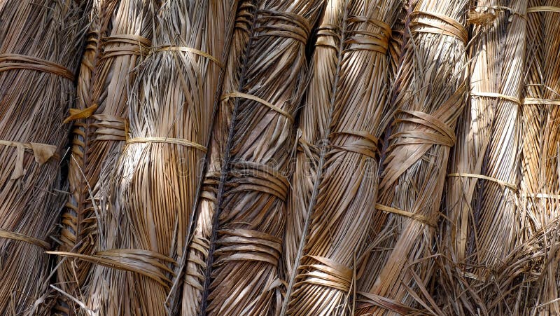 Dried Coconut Leaf in Bundle Stock Photo - Image of plant, paradise ...