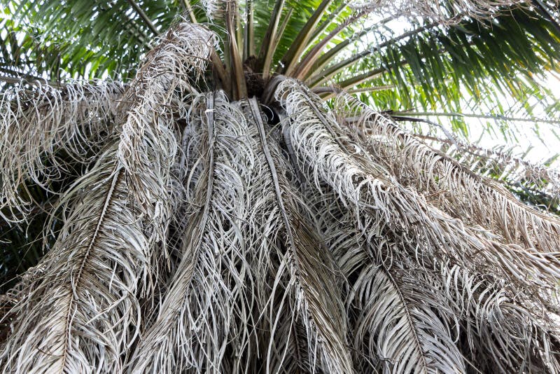 Dried Coconut Leaves and Decay in Tropical Stock Image - Image of ...