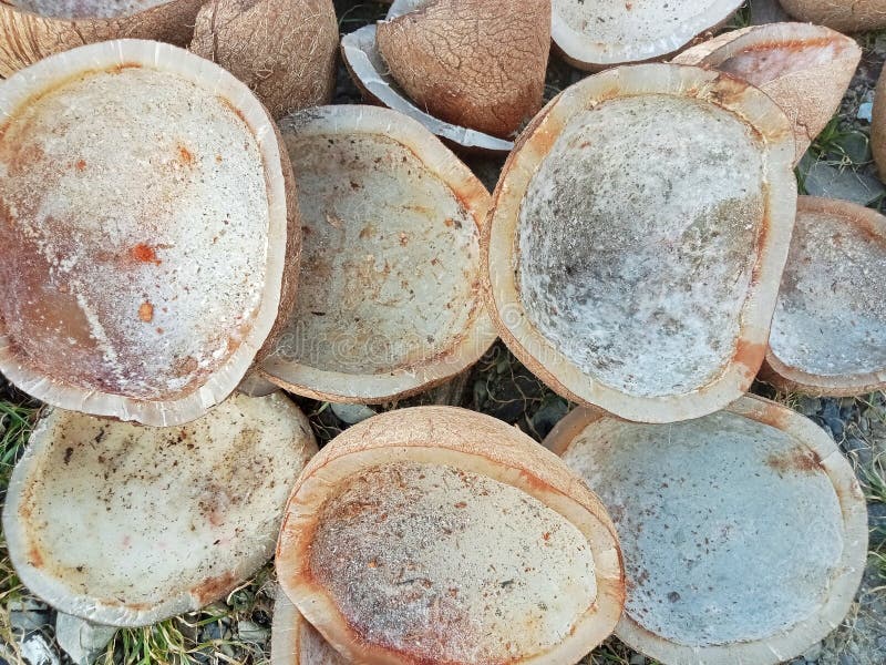 Dried Coconut Meat, Commonly Called Copra, is a Source of Livelihood in ...