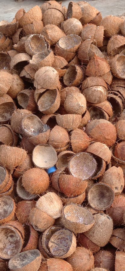 The Dried Coconut Shell for Sales Stock Image - Image of dried, wood ...