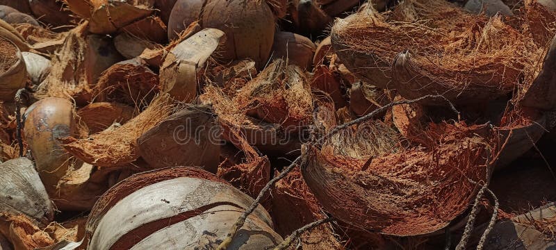 Dried Coconut Shells To Make Various Kinds of Handicrafts Stock Photo ...