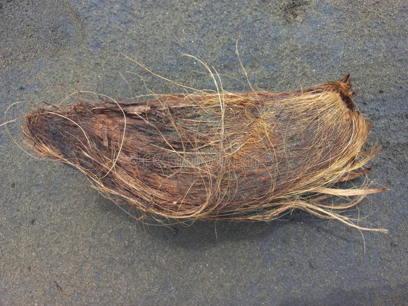 Dried Coconut Shells Washed Up on the Beach Stock Image - Image of ...