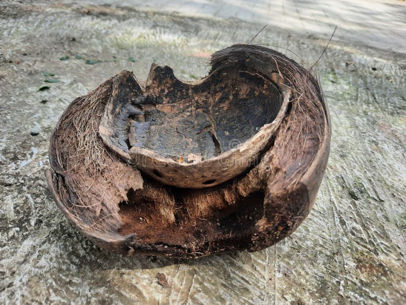 Dried coconut tree shells stock photo. Image of soil - 214189456